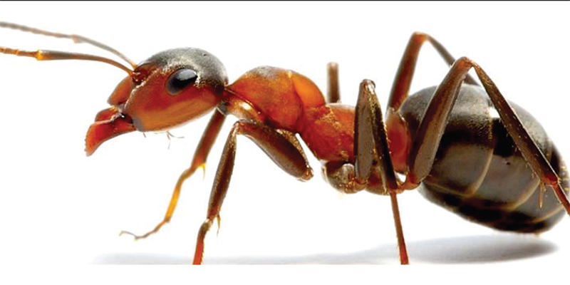 Waspadai Gigitan 7 Serangga Ini Saat Liburan